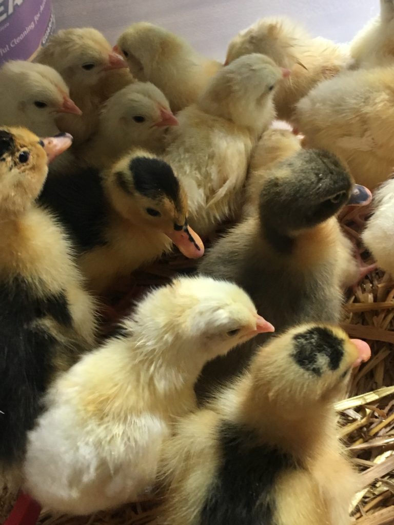 Roper Farms – Duluth Farmers Market